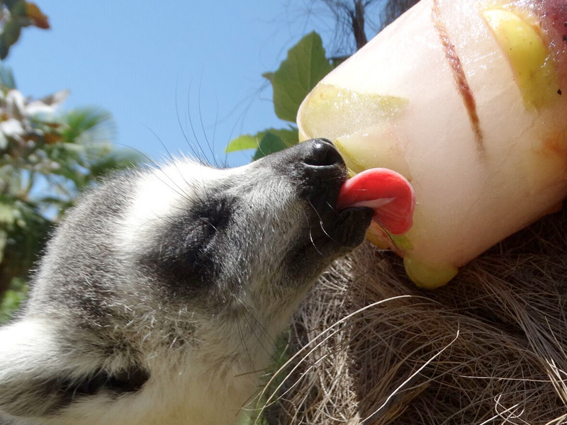Whats on in Gloucestershire - Ice cool animals at Cotswold Wildlife Park.