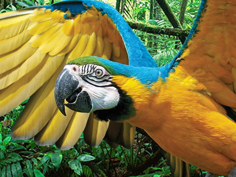 Whats on in Gloucestershire - Explore the Parrot Pandemonium at ...