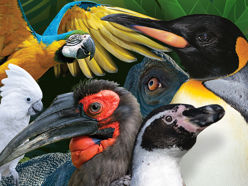 Whats on in Gloucestershire - Birdland Reveals Re-Opening Plans. Re ...