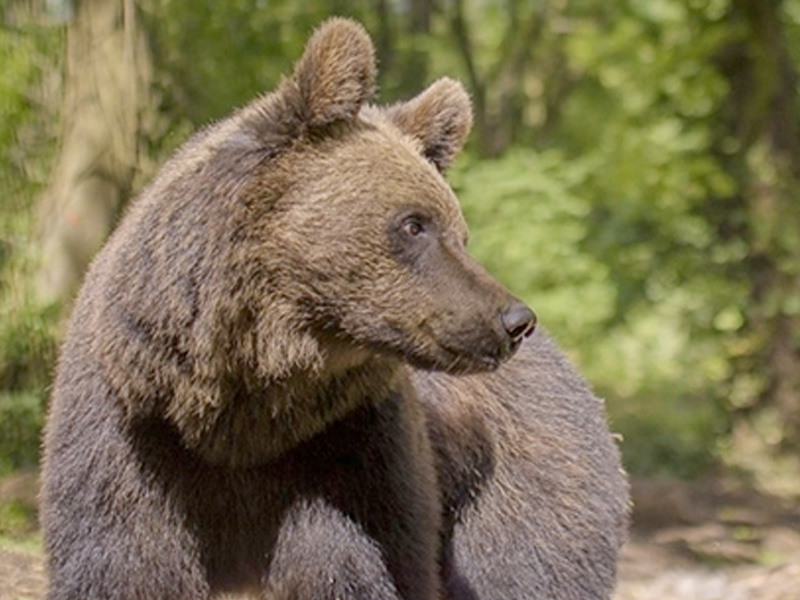 Whats on in Gloucestershire - Latest News from the Wild Place Project ...