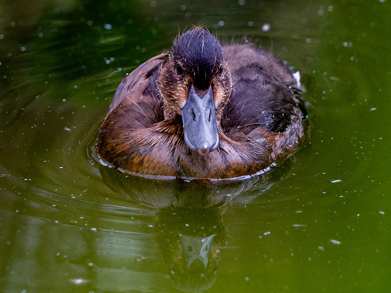Whats on in Gloucestershire - Critically endangered ducks hatch at WWT ...