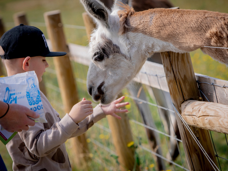 Whats on in Gloucestershire - Days out in Gloucester - Over Farm ...
